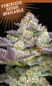 CARAMEL CREAM - Humboldt Seed Company