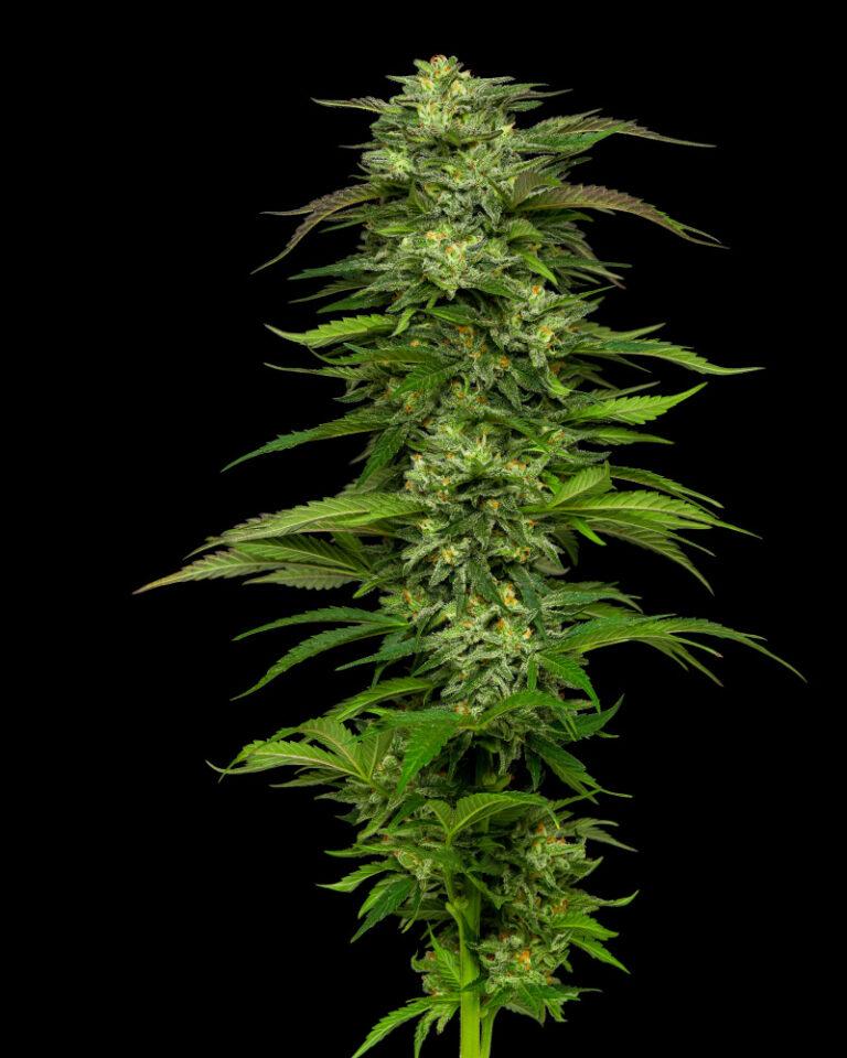 7 Low-THC Strains Perfect for Relaxed, Everyday Enjoyment - Cannabis ...