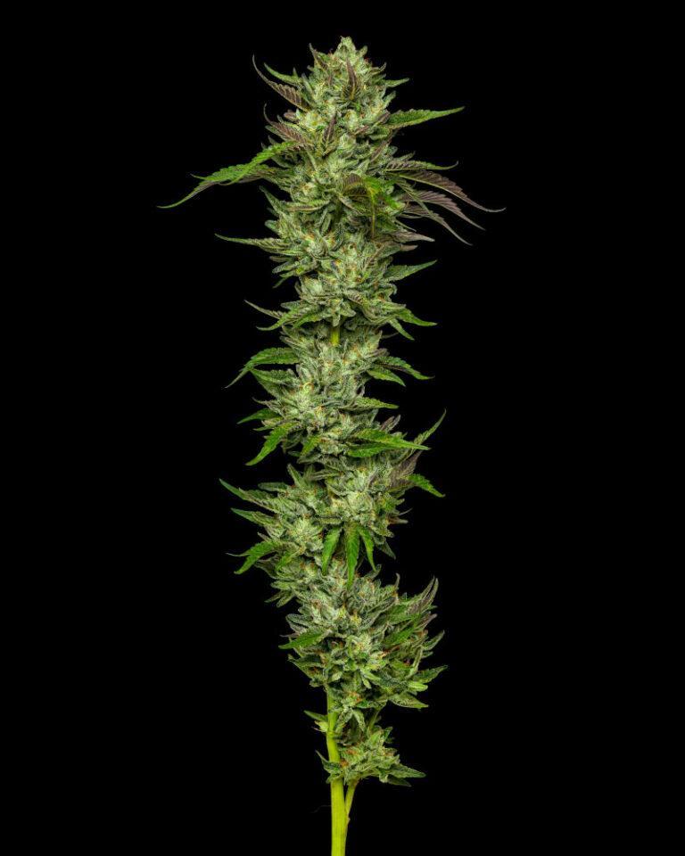 Best 9 Humulene-Dominant Strains - Cannabis Seeds | Humboldt Seed Company