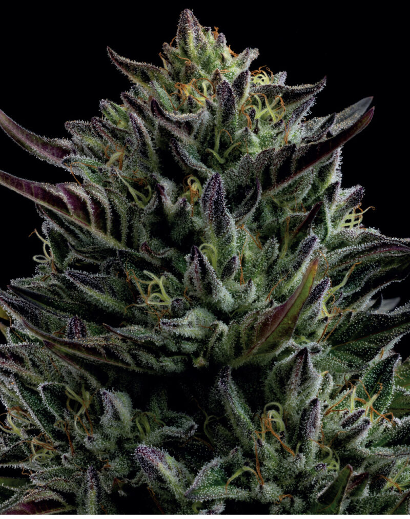 10 High-THC Strains - Cannabis Seeds | Humboldt Seed Company