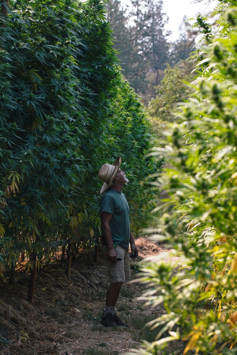 Gallery - Cannabis Seeds | Humboldt Seed Company