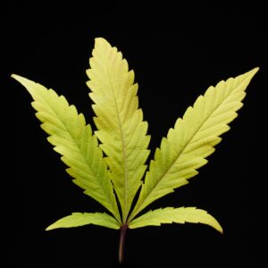 Got Cannabis Leaf Problems? Follow These Simple Steps - Cannabis Seeds ...