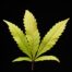 Got Cannabis Leaf Problems? Follow These Simple Steps - Cannabis Seeds ...