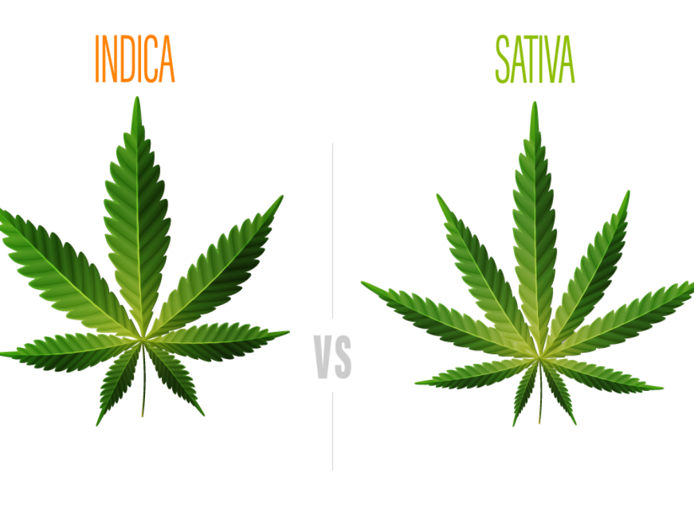 The Best Soil for Growing Cannabis