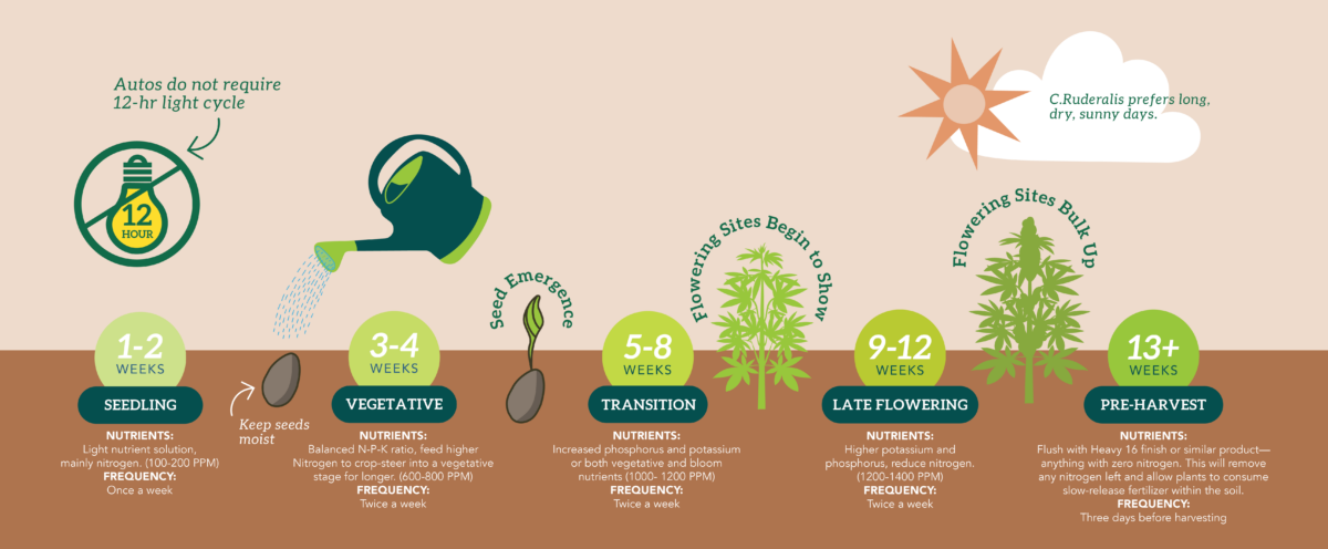 5 Nutrients for Autoflowers - Cannabis Seeds | Humboldt Seed Company