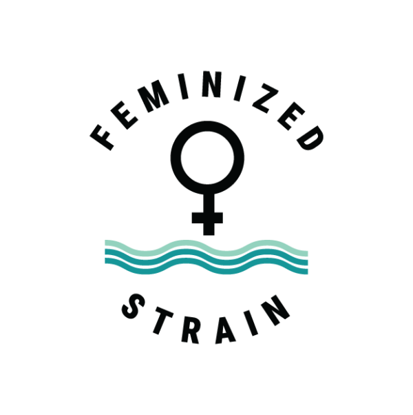 GARLIC BUDDER CANNABIS STRAIN