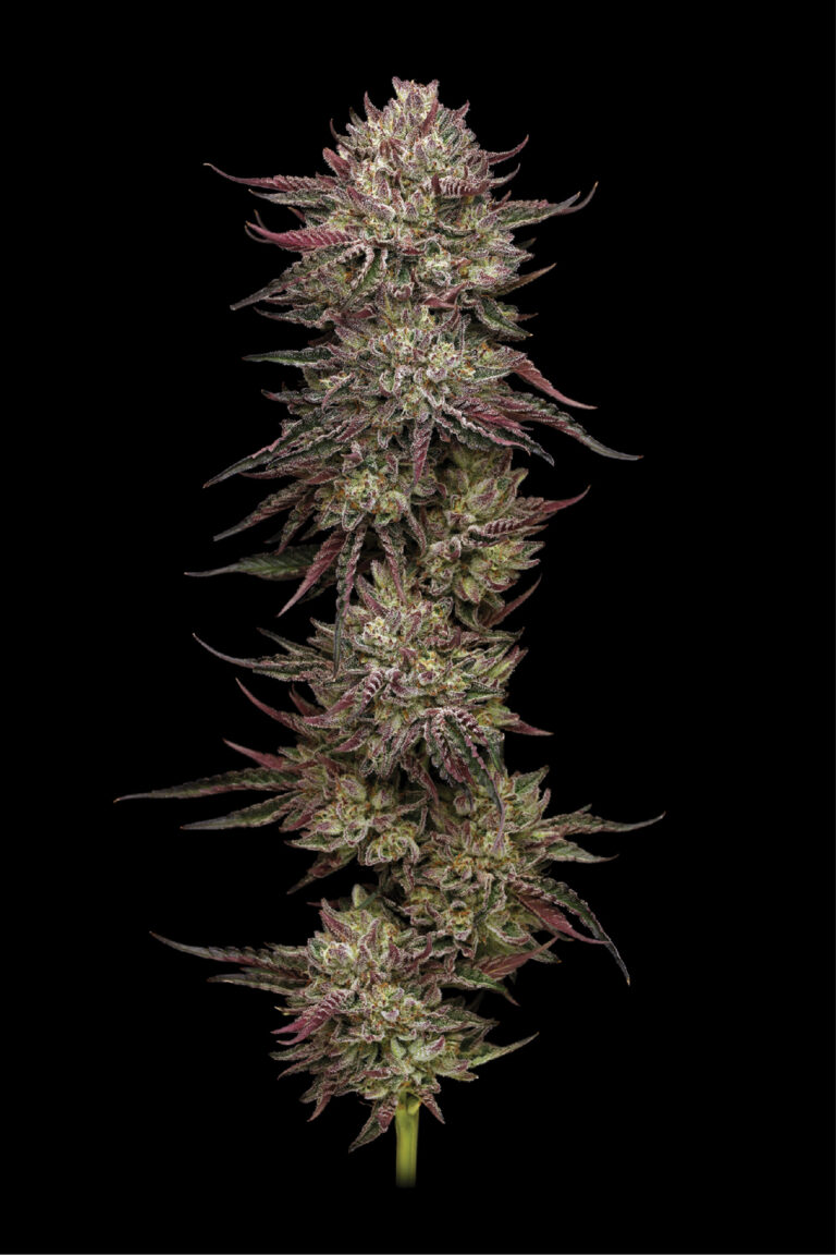 Breeding for Flavor: Genetics Built for the Palate - Cannabis Seeds ...