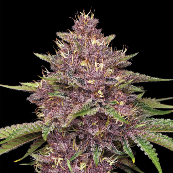 7 Low-THC Strains Perfect for Relaxed, Everyday Enjoyment - Cannabis ...