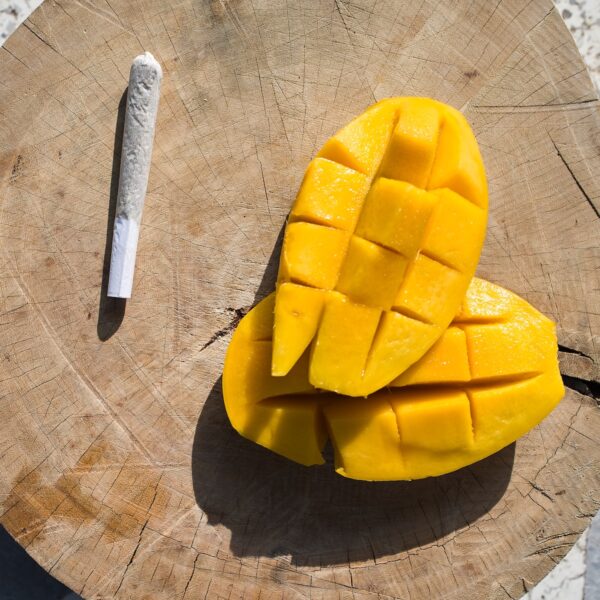 ¿Los mangos realmente te hacen más alto? - Semillas de Cannabis ...