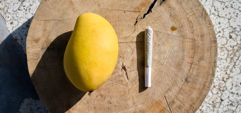 Do Mangoes Really Make You Higher? - Cannabis Seeds | Humboldt Seed Company
