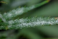 Moldy Weed: Identifying and Preventing Mold on Cannabis - Cannabis ...