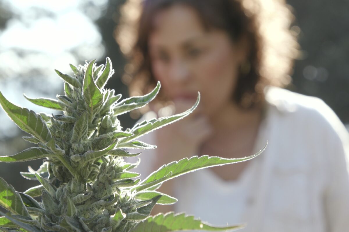 Learn - Cannabis Seeds | Humboldt Seed Company