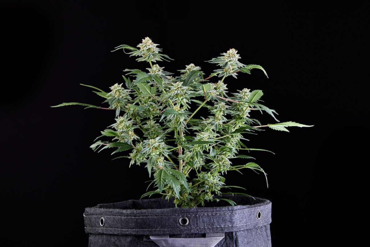 How to Top a Marijuana Plant - Cannabis Seeds | Humboldt Seed Company