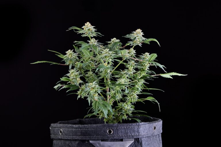 How to Top a Marijuana Plant - Cannabis Seeds | Humboldt Seed Company