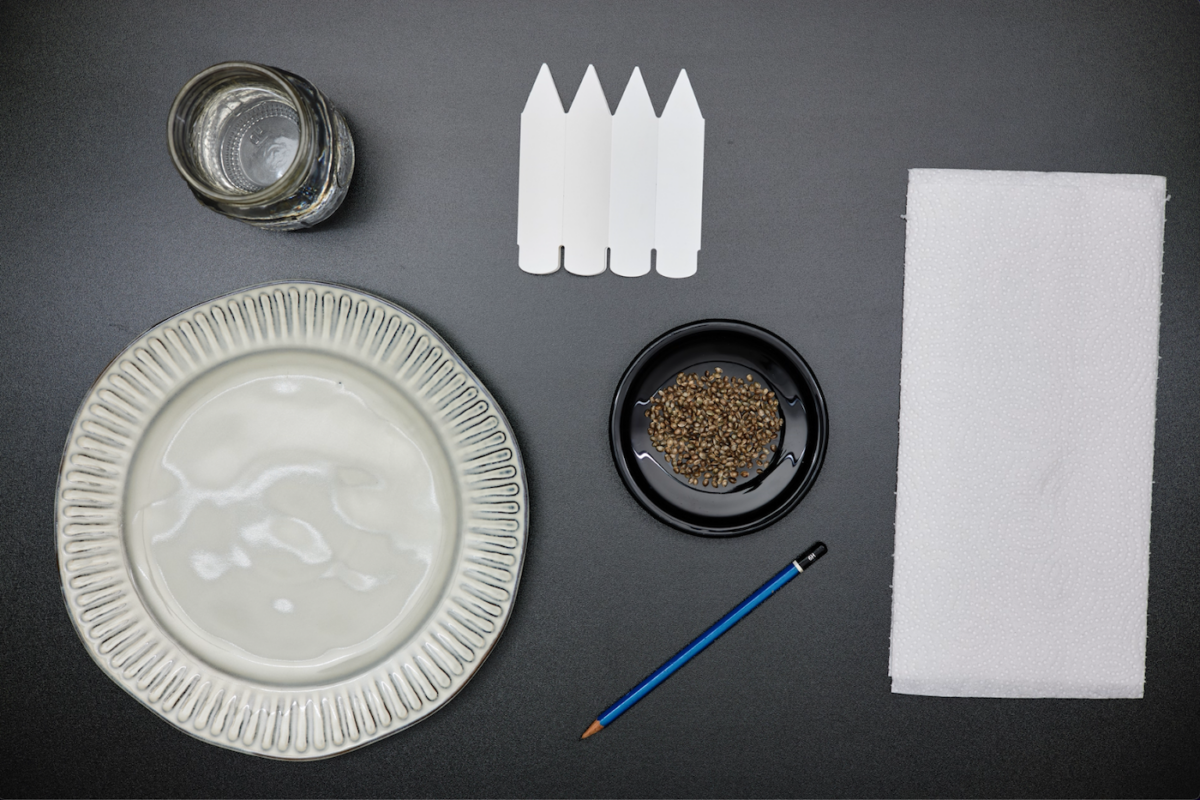 Germinating Cannabis Seeds Six Ways | Humboldt Seed Co.