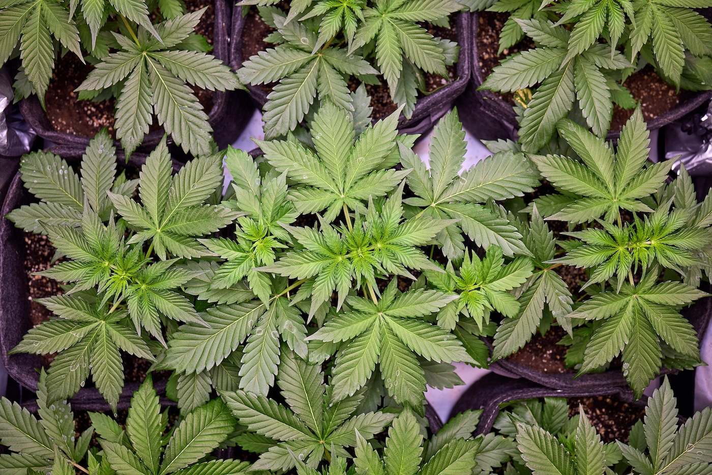 CBD Vs THC Understanding The Differences And Benefits HSC CBD Vs THC Understanding The Differences And Benefits HSC
