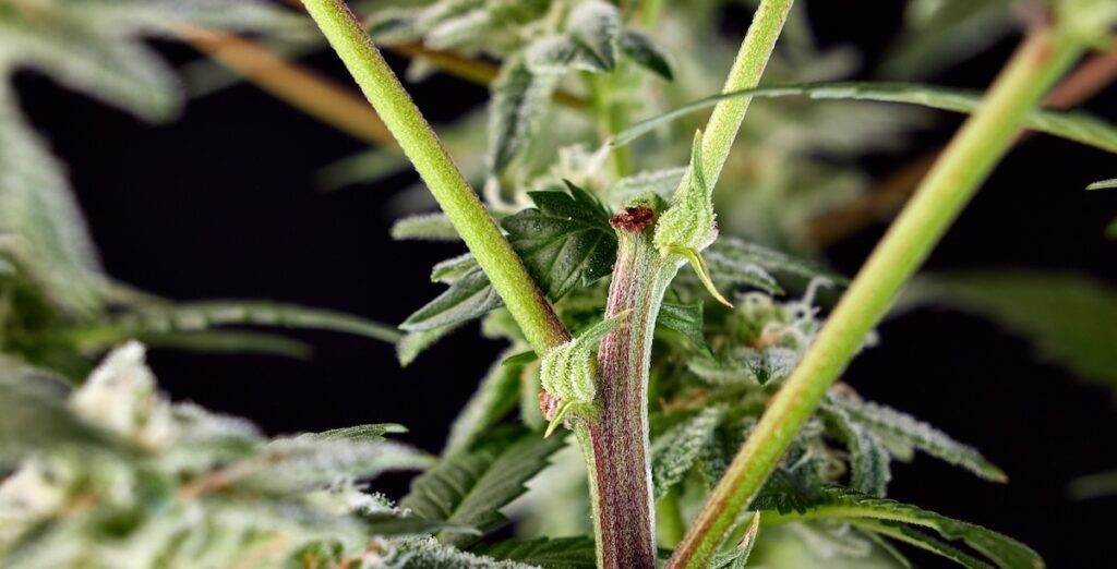 How to Top a Marijuana Plant - Cannabis Seeds | Humboldt Seed Company
