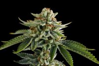 Cannabis Plant Anatomy: Parts of a Pot Plant | Humboldt Seed Co.