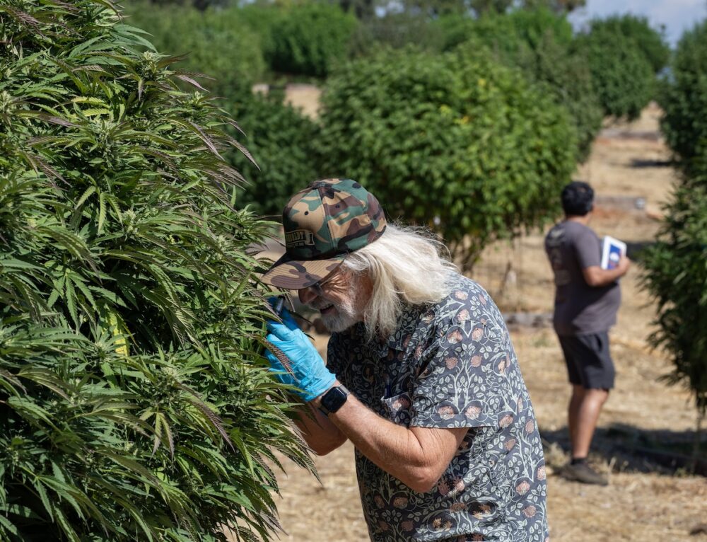 Piattella Hash: Wie man Premium Full-Melt Bubble Hash herstellt - HSC