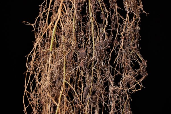 Cannabis Plant Anatomy: Parts of a Pot Plant | Humboldt Seed Co.