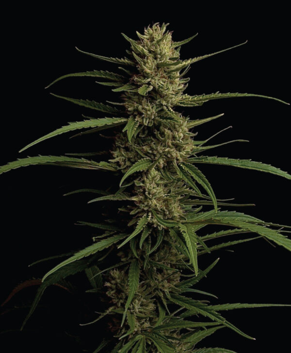 7 Low-THC Strains Perfect for Relaxed, Everyday Enjoyment - Cannabis ...