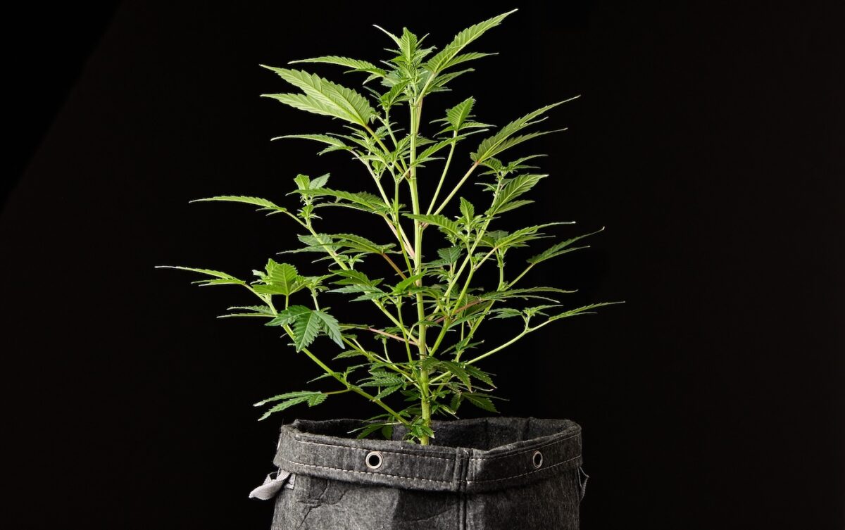 Cannabis Glossary: 75 Terms Defined (Beginner-Intermediate Guide)
