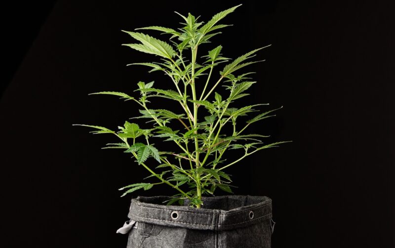 Cannabis Plant Anatomy: Parts of a Pot Plant | Humboldt Seed Co.