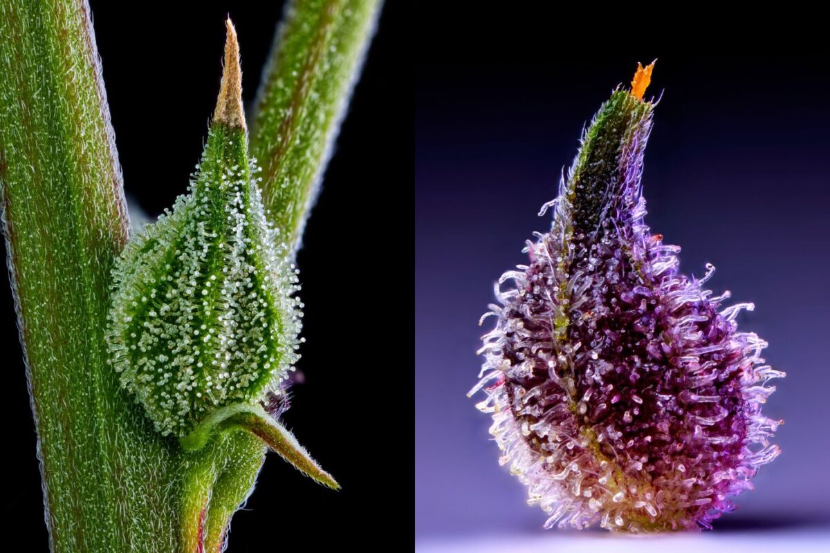 Cannabis Plant Anatomy: Parts of a Pot Plant | Humboldt Seed Co.