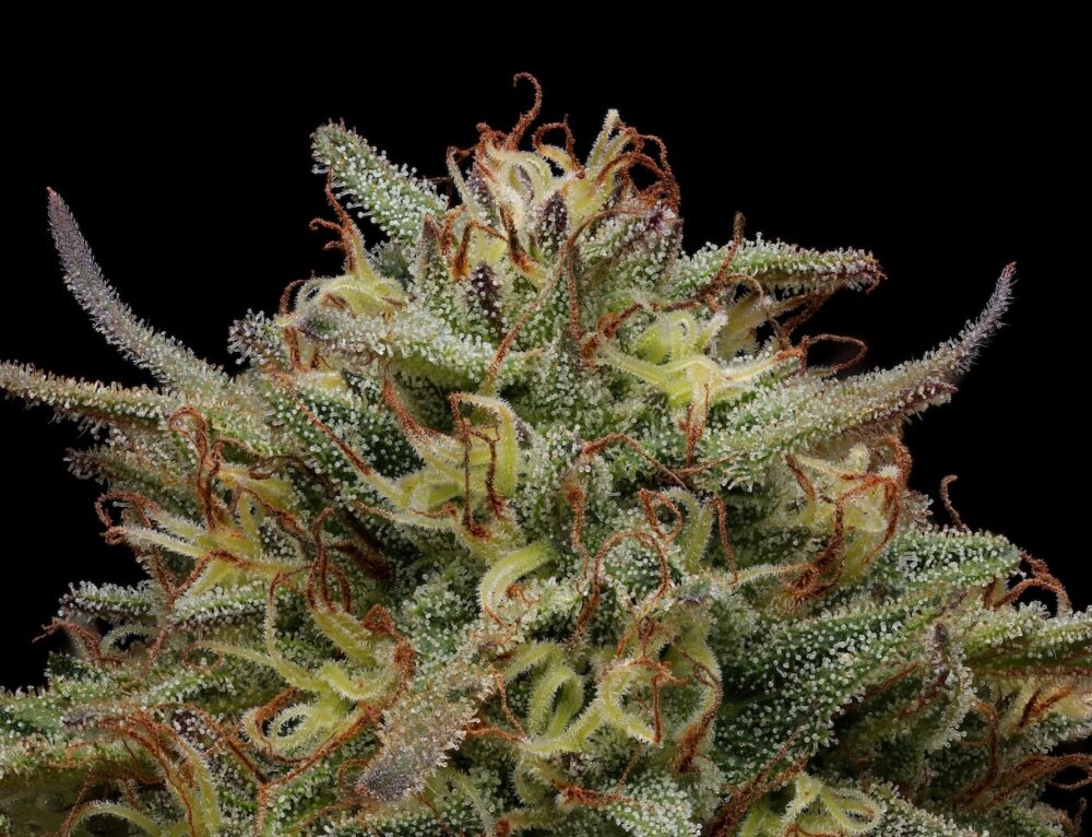 Dealing with Insects on Cannabis Plants | Humboldt Seed Co.