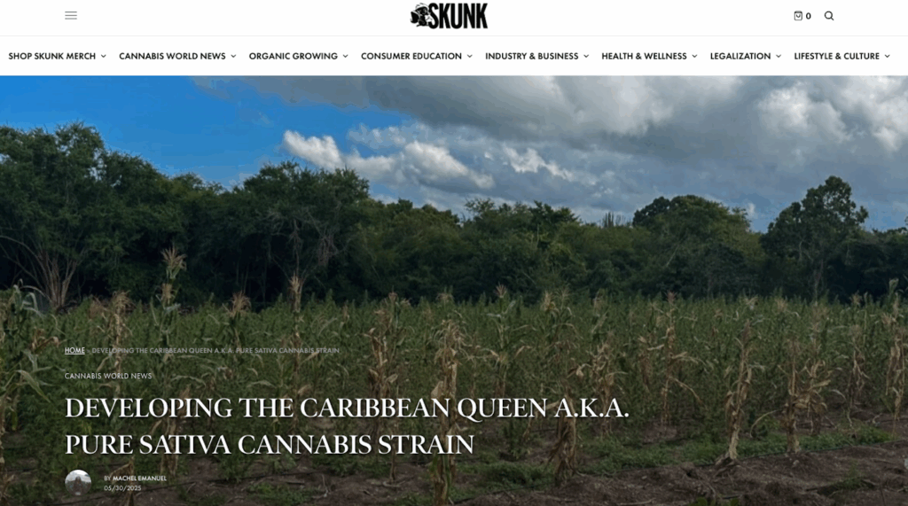 Developing the Caribbean Queen A.K.A. Pure Sativa Cannabis Strain ...
