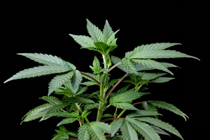 How to Use Male Cannabis Plants - Cannabis Seeds | Humboldt Seed Company