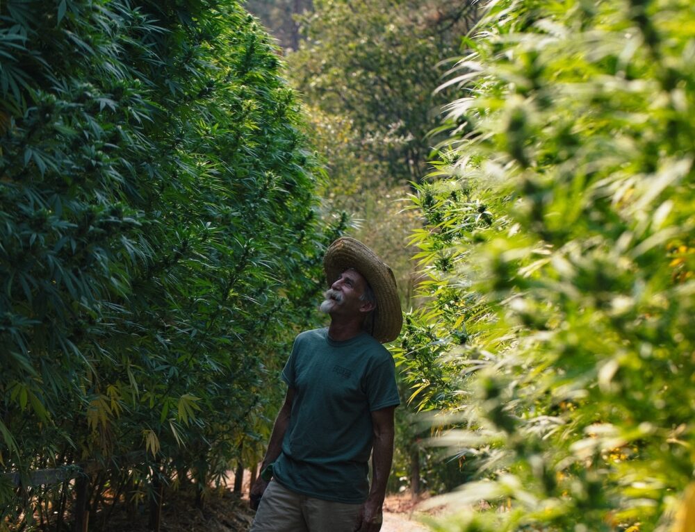 Week-by-Week Cannabis Flowering Stages