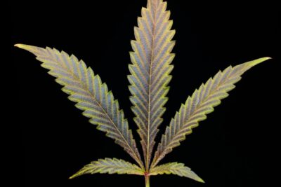 Got Cannabis Leaf Problems? Follow These Simple Steps - Cannabis Seeds ...