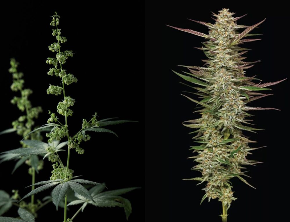 7 Smelly Weed Strains for Pungent Cannabis Lovers | HSC