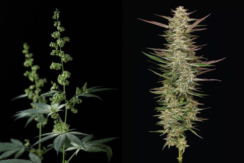 Mannelijke vs Vrouwelijke Cannabisplanten - Cannabiszaden | Humboldt ...