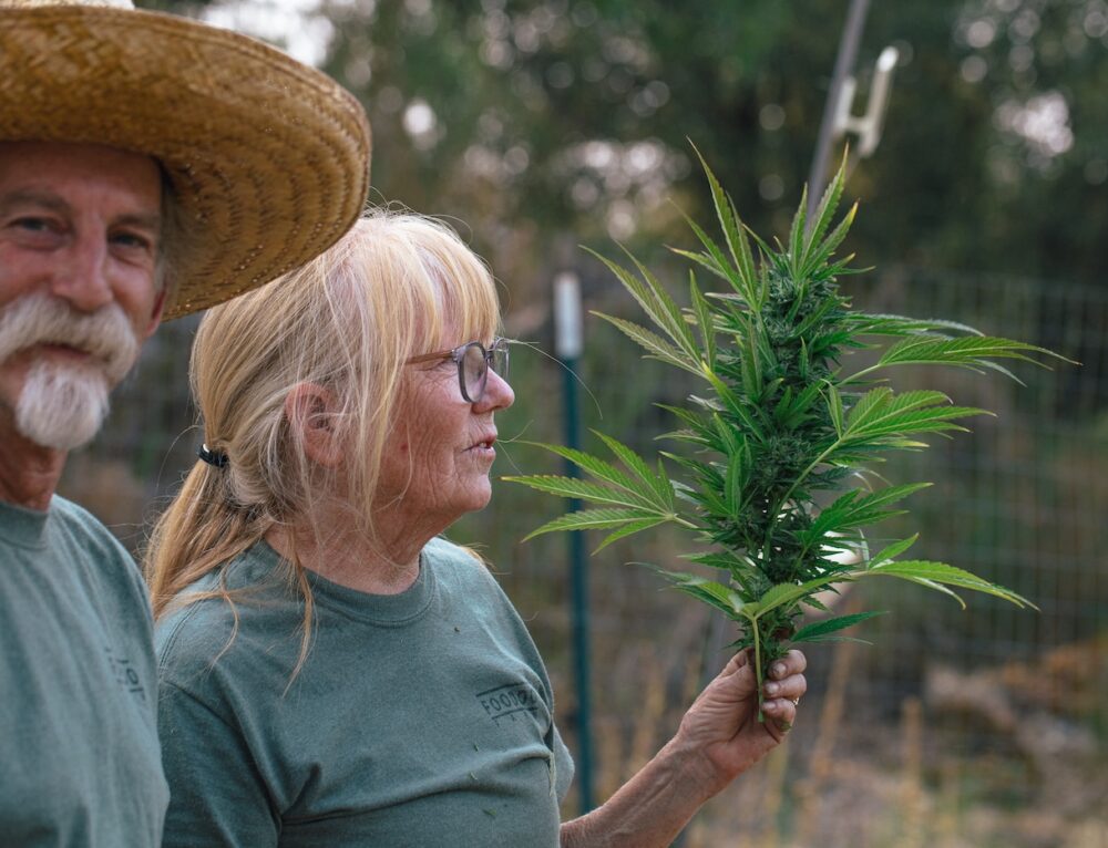 Hoe thuis marihuana kweken - Cannabiszaden | Humboldt Seed Company