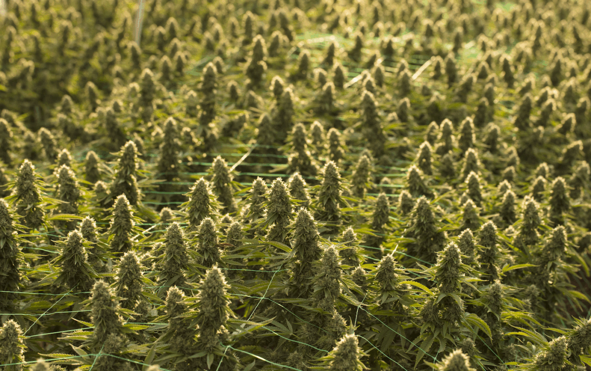 The Best Soil for Growing Cannabis