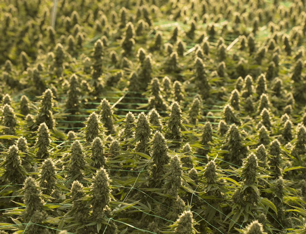 Hash Holes: The Potent Pre-Roll Donut of Delight - Cannabis Seeds ...