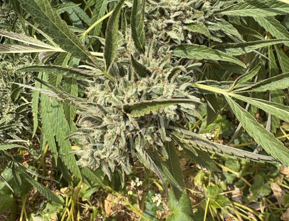 How to Grow Insanely Big Weed Plants | Humboldt Seed Co.
