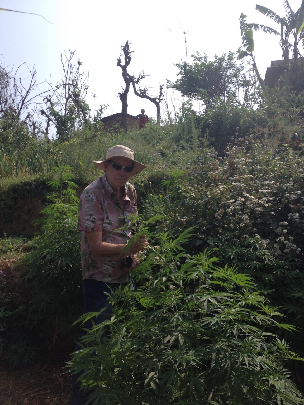Cannabis Pioneer Ed Rosenthal Has A Super High Life - Cannabis Seeds ...